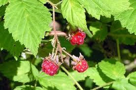 Wild Raspberry White Balsamic Vinegar – VSOP Taproom